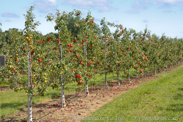 SwissBeets: field trip: Searching for the SweeTango Apple